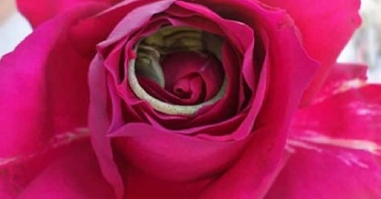 Il pisolino di questa lucertola ha intenerito tutti, soprattutto per la ...